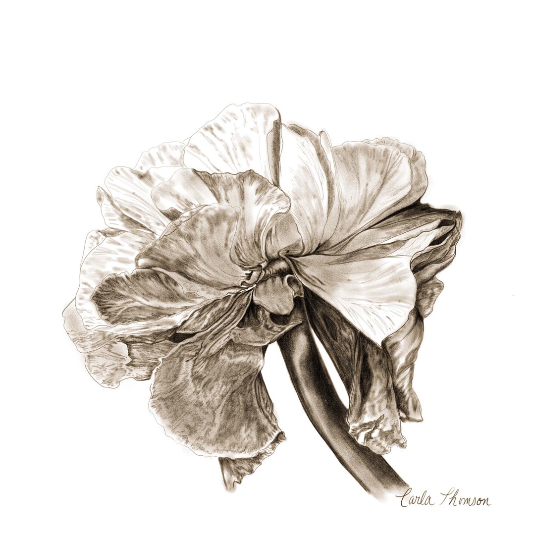 Sepia Botanical Floral Illustration, Minimalist Flower Drawing ...