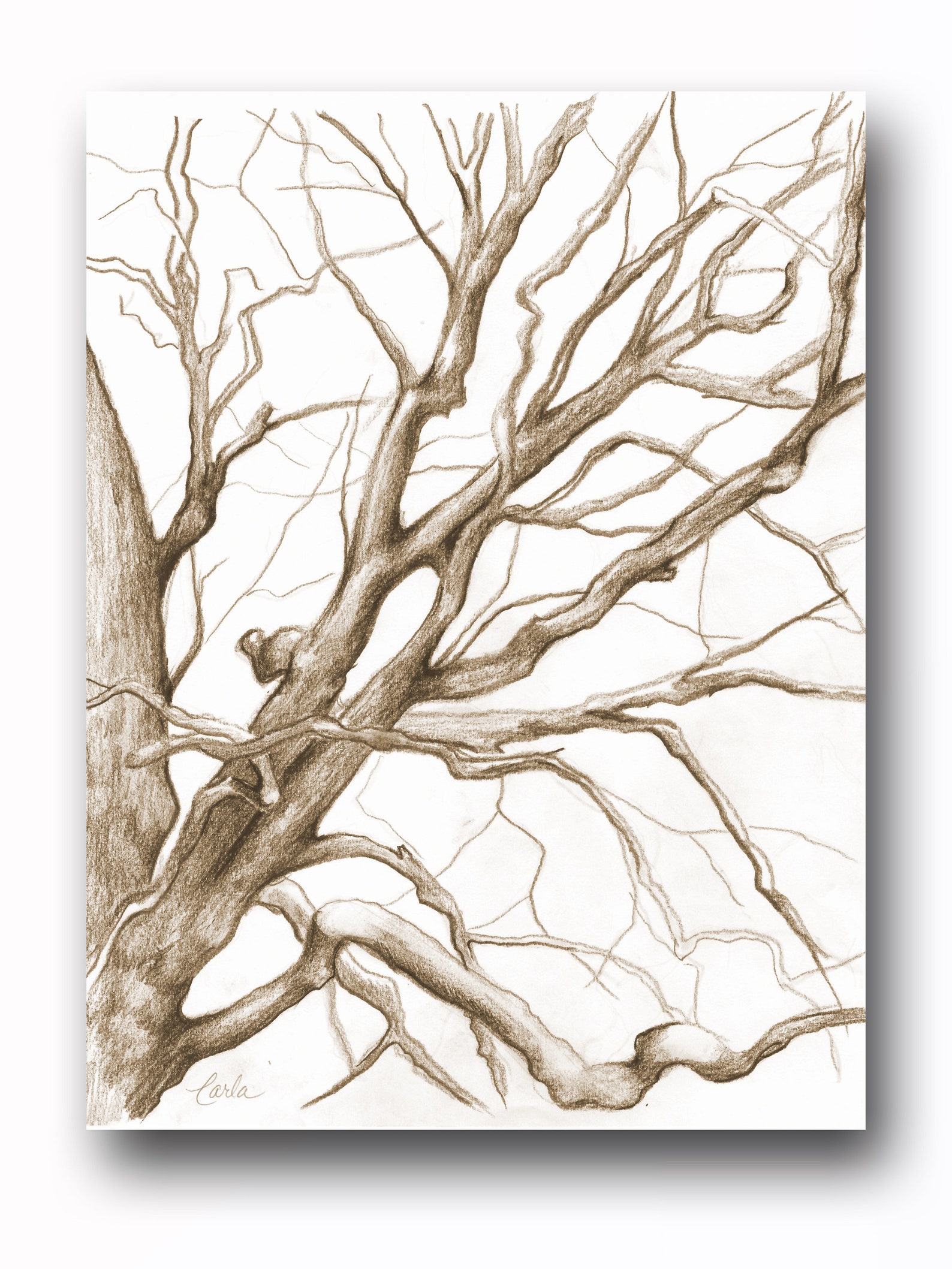 Sepia Tree Art Print Charcoal Drawings, Branches Sketches Triptych, Set ...