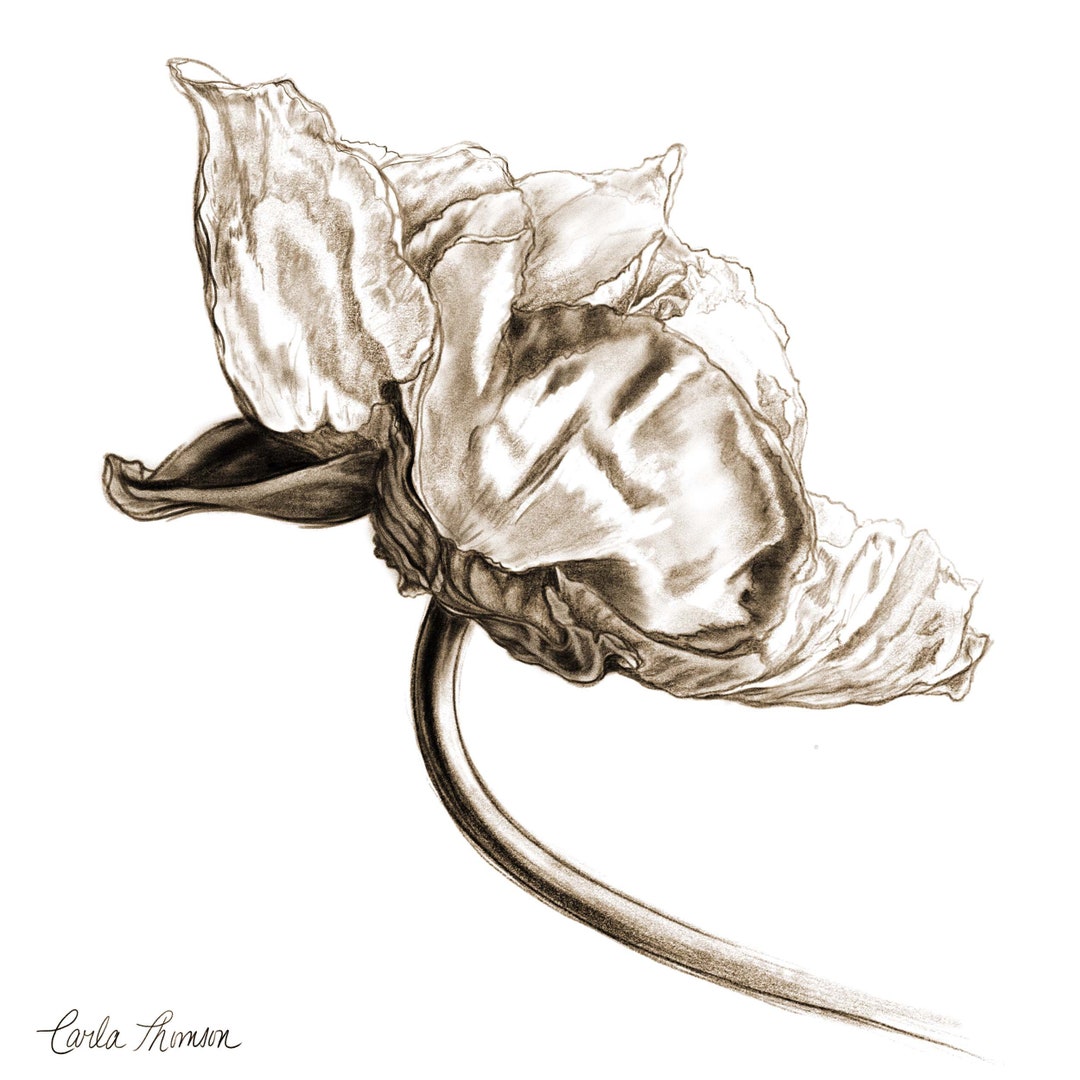 Botanical Flower Illustration, Sepia Floral Wall Art, Charcoal Pencil ...