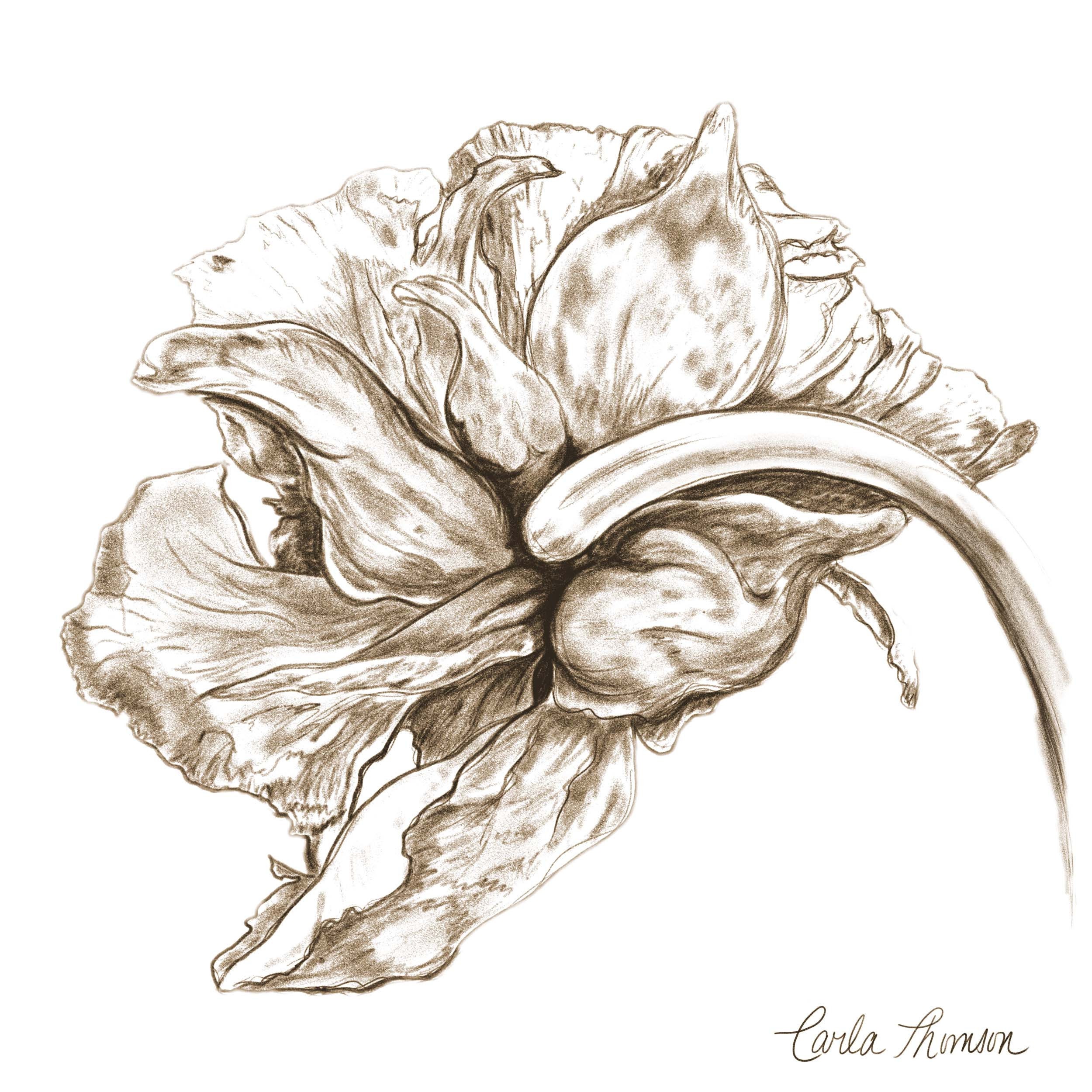 Floral Art Print, Sepia Botanical Flower Illustration, Minimalist ...