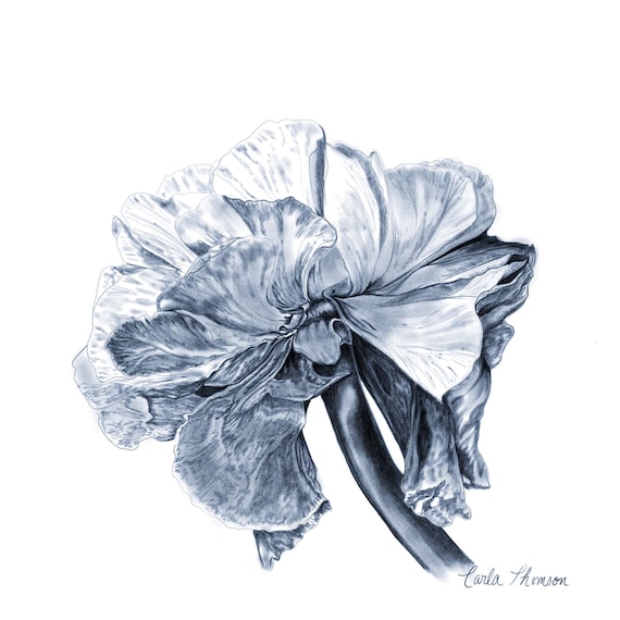 Botanical Flower Illustration Blue White Floral Drawing | Etsy
