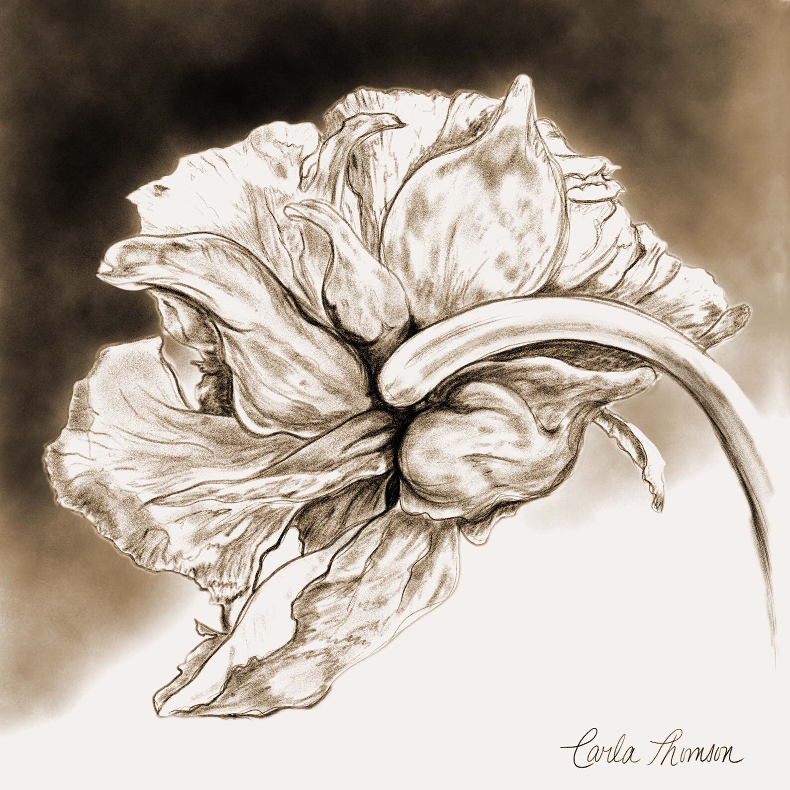 Floral Art Print, Sepia Botanical Flower Illustration, Minimalist ...