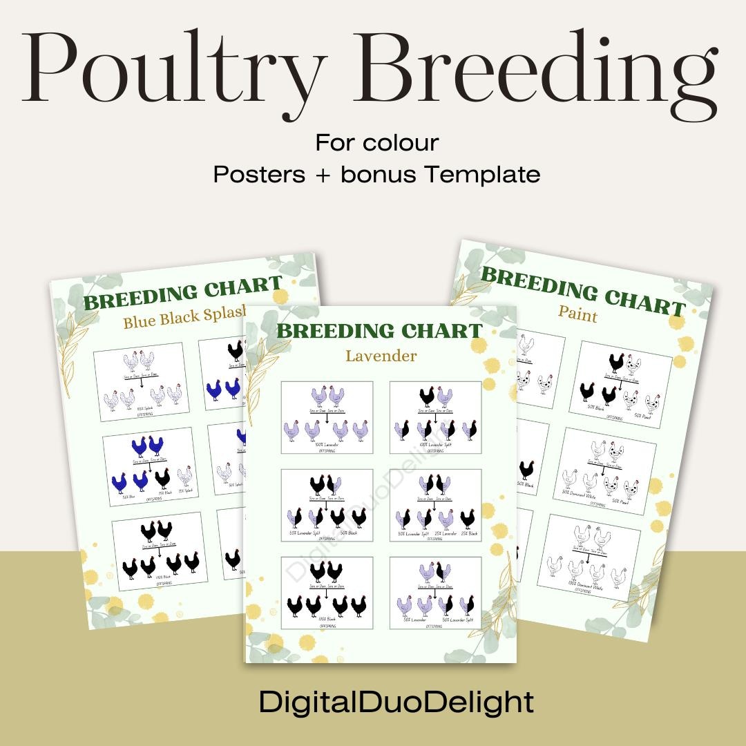 Lavender BBS Paint Ermine Charts Chicken Breeding Colour Posters ...