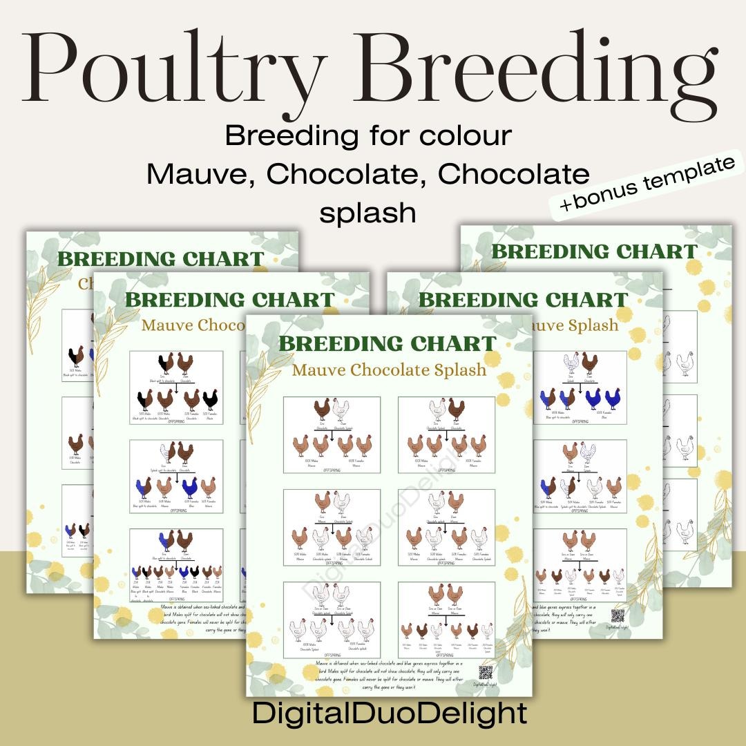 Mauve Chocolate Splash Blue Orpington Wyandotte Silkies Poultry ...