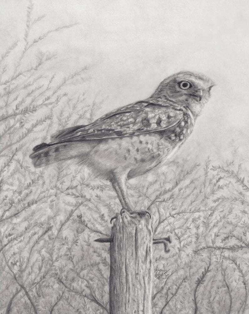 Observer - 8x10″ Owl Pencil Drawing Art Print - Etsy