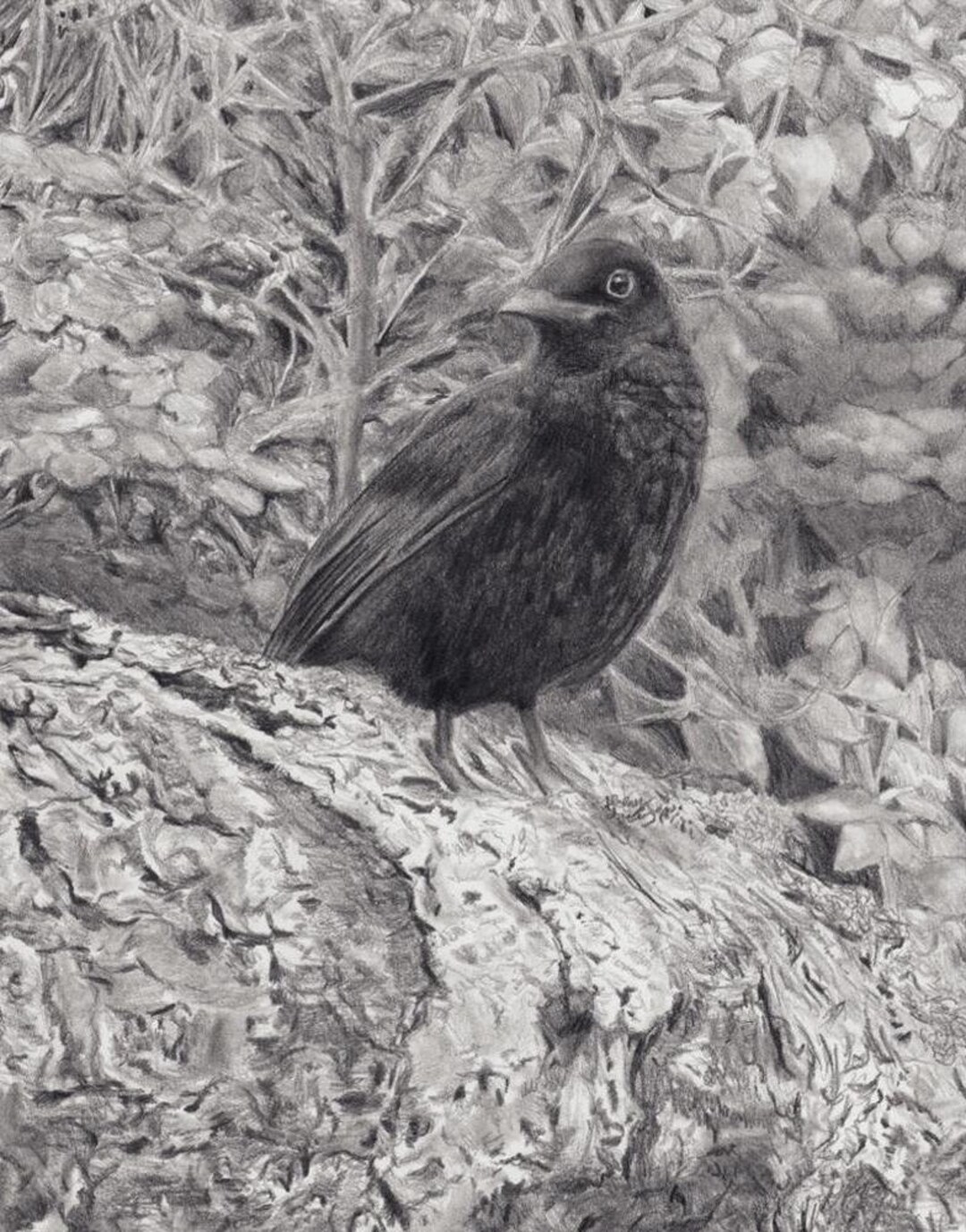 Blackbird - 8x10″ Bird Pencil Drawing Art Print - Etsy