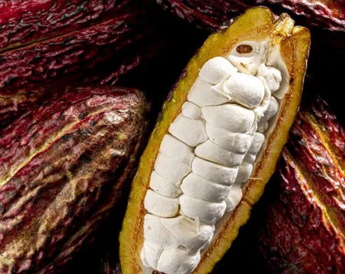 Organic Red Cocoa Seeds Theobroma Cacao Chocolate Seeds Home Garden ...