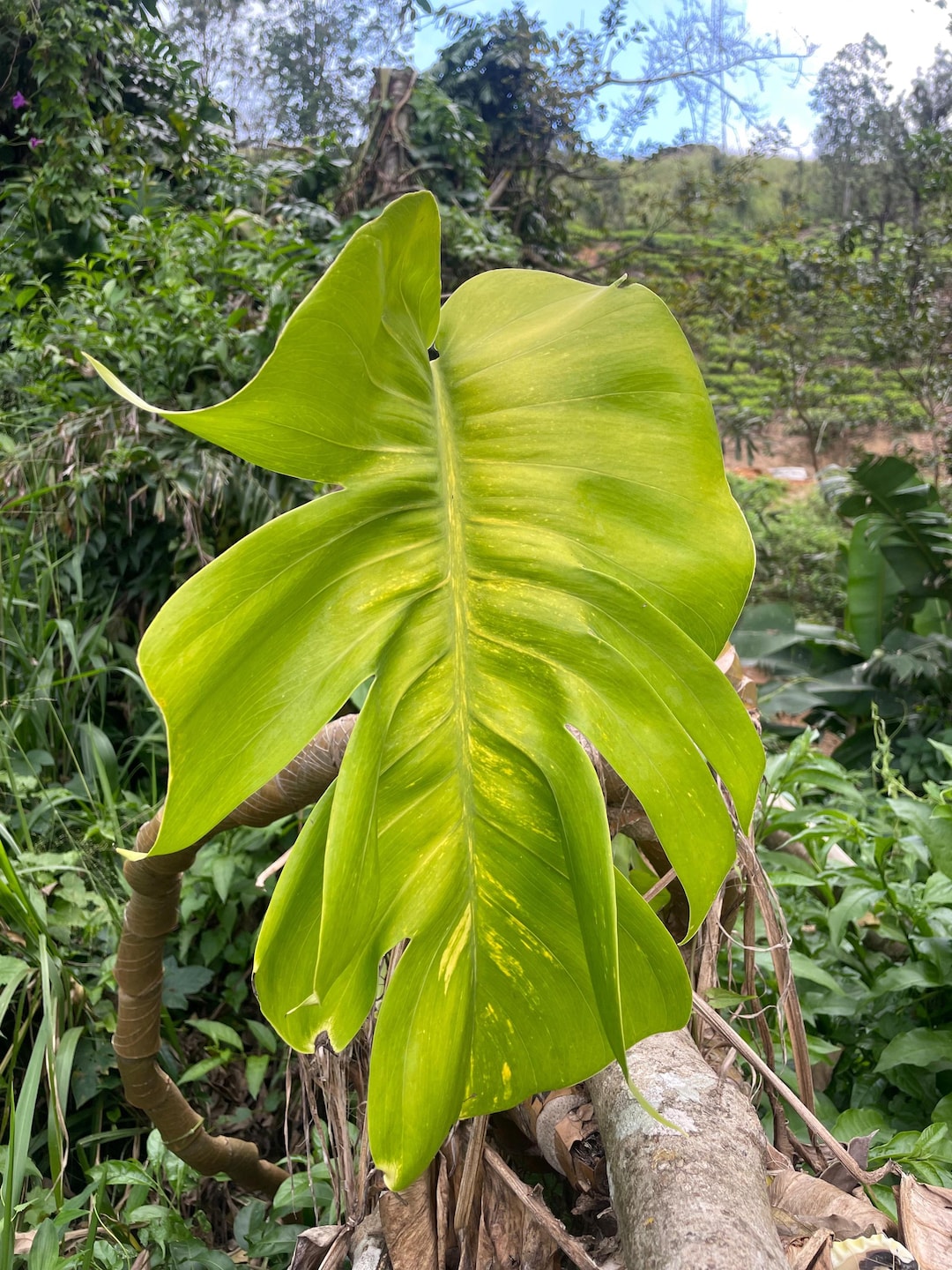 Huge Giant Variegated Golden Pothos Nodes Climbing Hawaiian Large ...