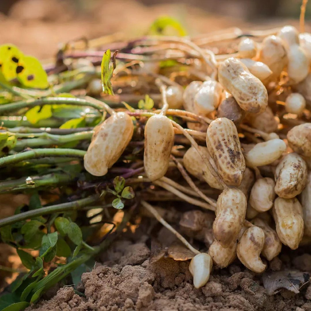 Organic Peanut Seeds Arachis Hypogae Seeds Homegrown Peanut Seeds for ...