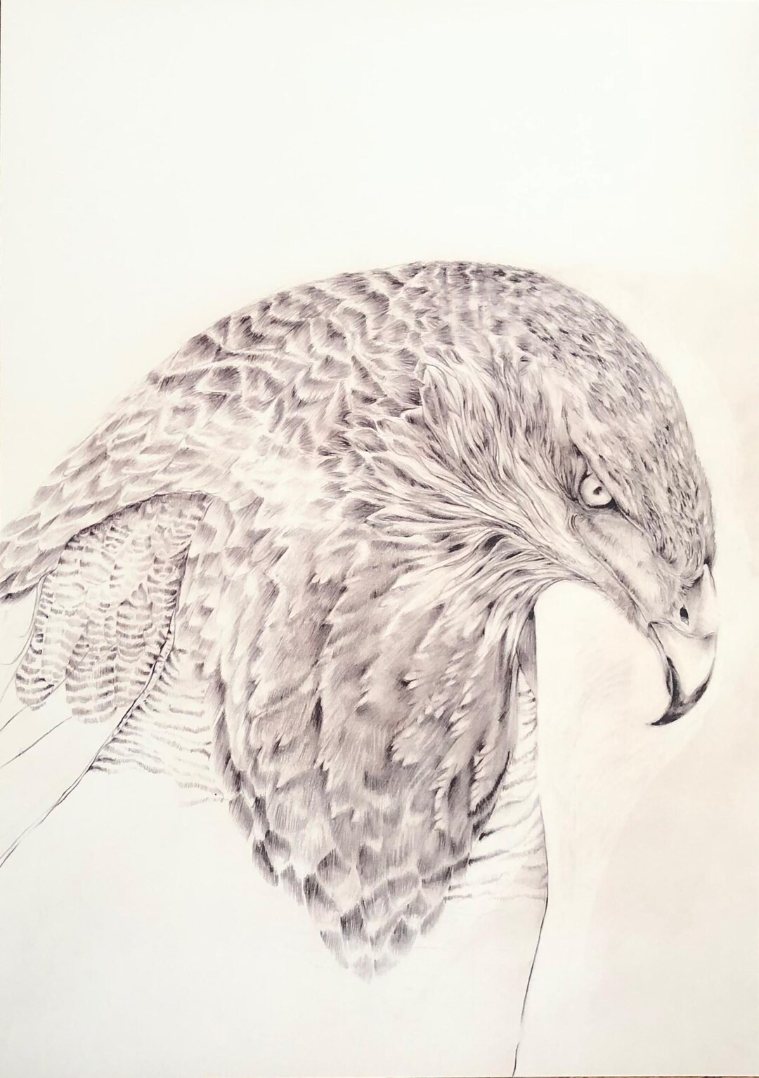 A3 Limited Fine Art Print, Eagle, Power Animals, Illustration, Totems ...