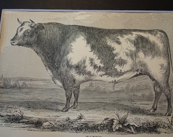 1851 Hereford Bull New York Agriculture Prize Winner, Original Etching ...