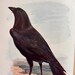 1901 | Raven | Antique Original Color Lithograph 7.5 X 5 Inches for ...