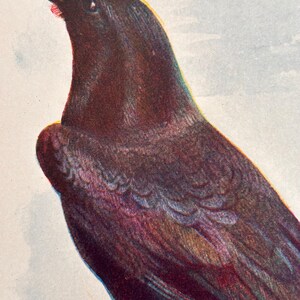 1901 | Raven | Antique Original Color Lithograph 7.5 X 5 Inches for ...