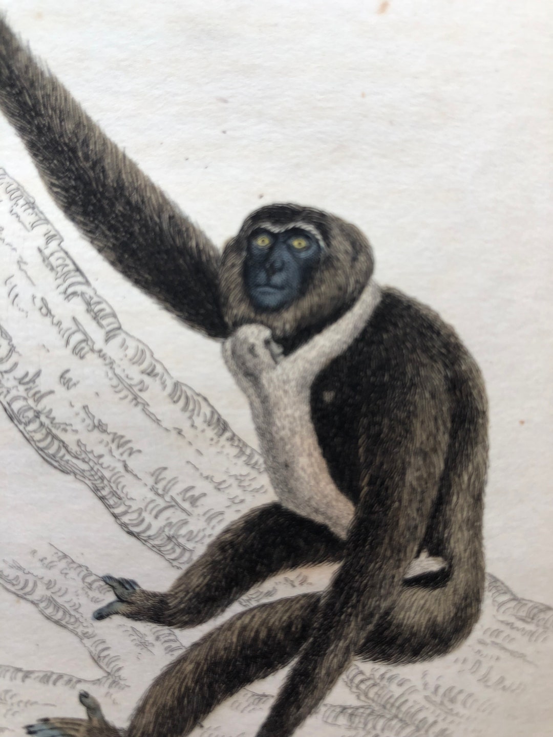 1833 Gibbon Antique Original Etching Beautiful Hand Colored Plate ...