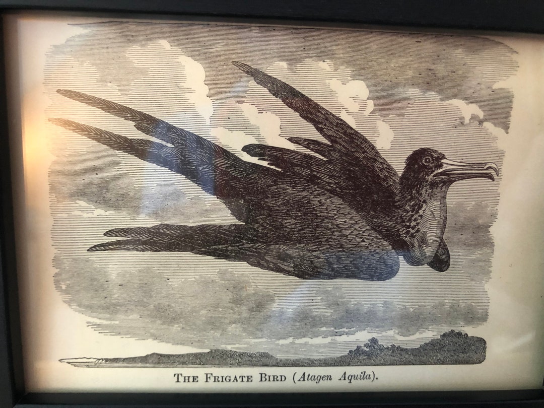 1888 Frigate Bird Framed Antique Original Print Long Beak Ready to ...