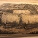 1851 Sheep New York Agriculture Prize Winners Original Steel Engraving ...