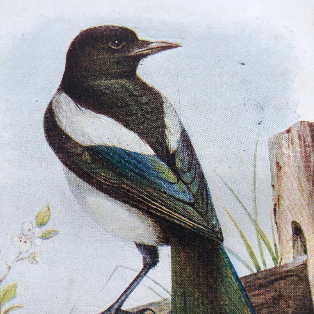 1901 Magpie Framed Antique Original Color Bird Lithograph | Corvidae ...
