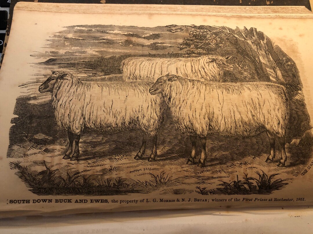 1851 Sheep New York Agriculture Prize Winners Original Steel Engraving ...