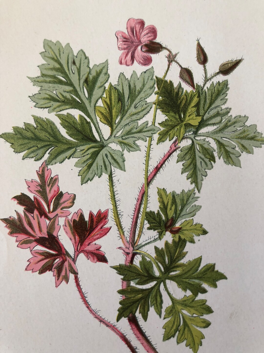 1883 Geranium Herb Robert Antique Hand Colored Flower Print Original ...