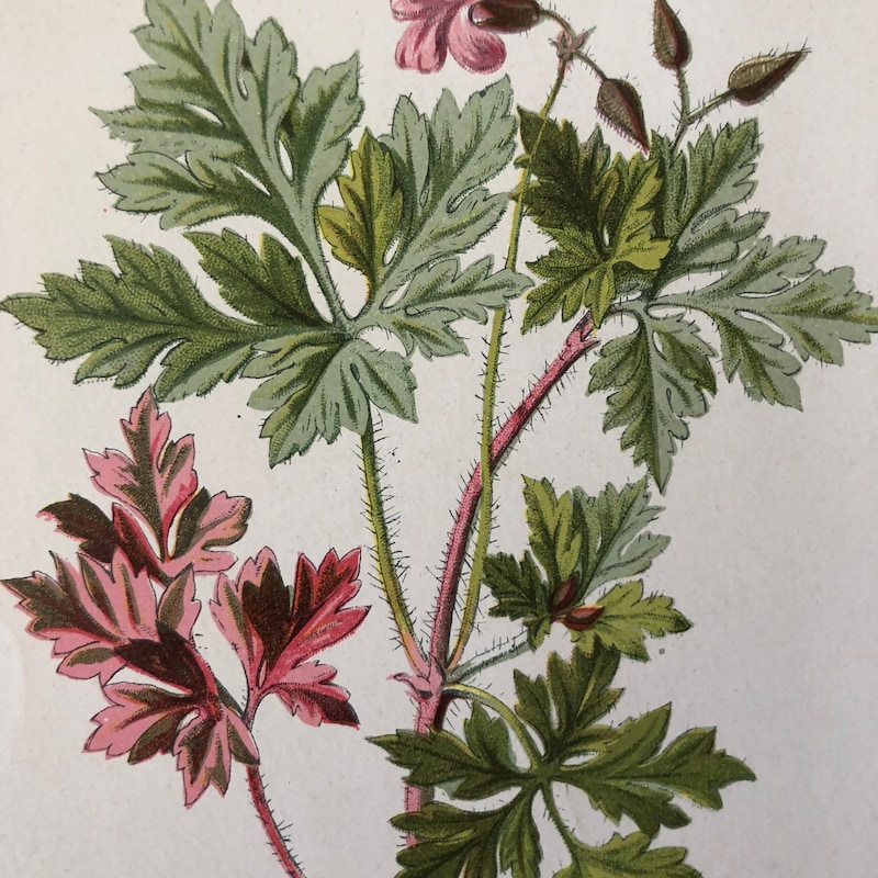 1883 Botanical Prints - Etsy