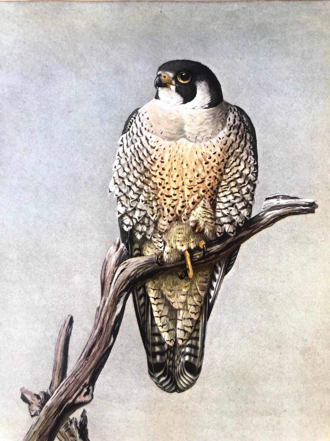 Duck Hawk by Louis Agassiz Fuertes | Original Color Print | Majestic ...