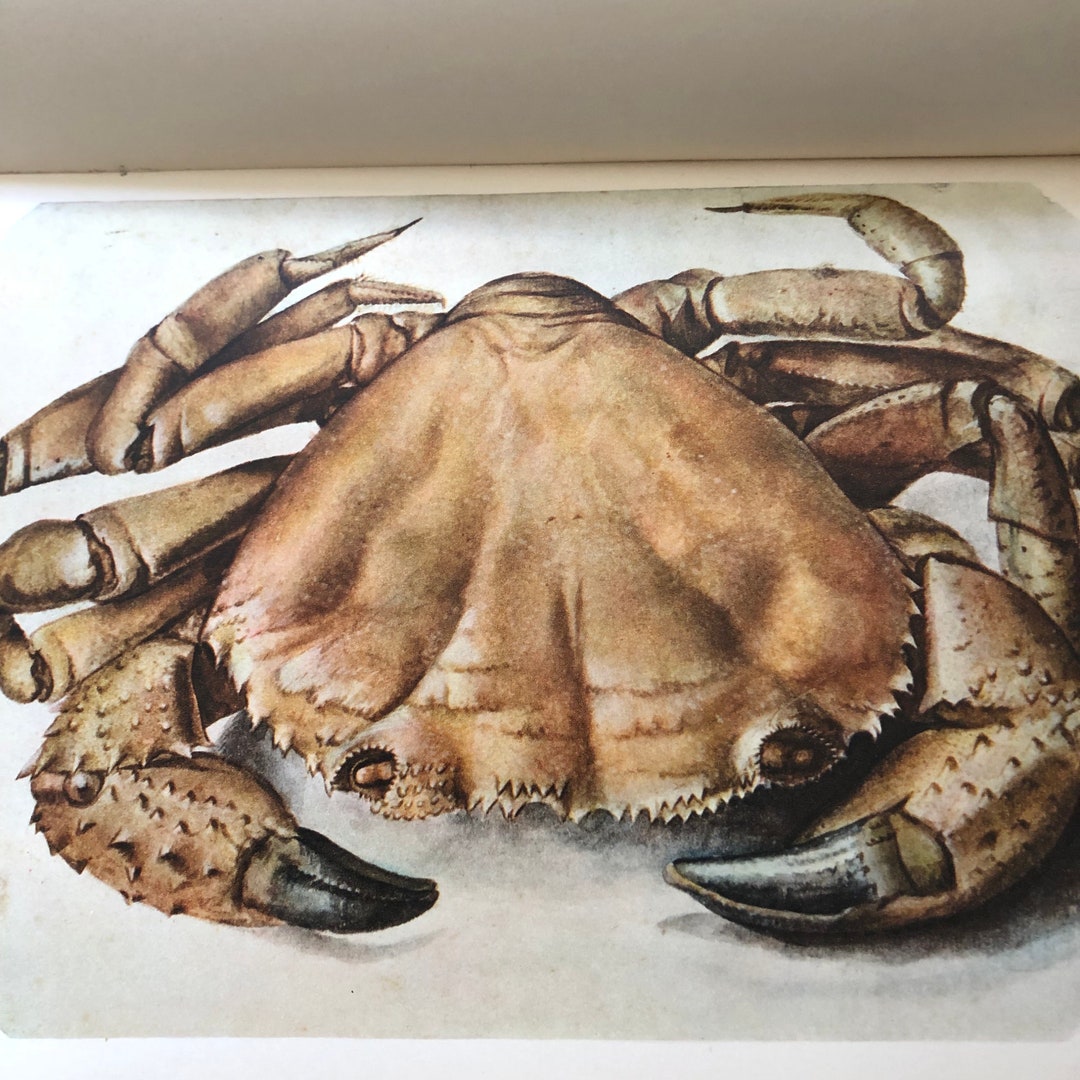 Albrecht Durer Sea Crab | Published Lithograph Print of 14th-century ...