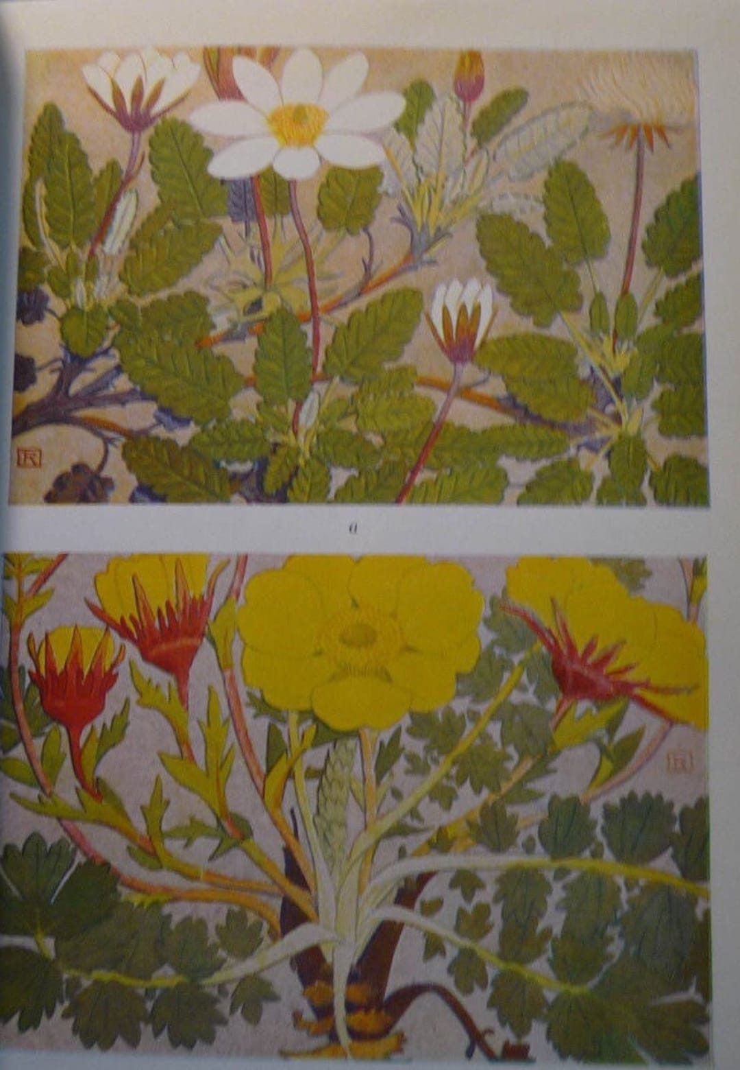 Alpine Flowers - White Dryad. Botanical Print Swiss Alps- Vibrant Color ...