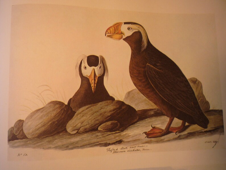 Tufted Puffin and Surf Scooter Large Print - for Birders - Nature ...