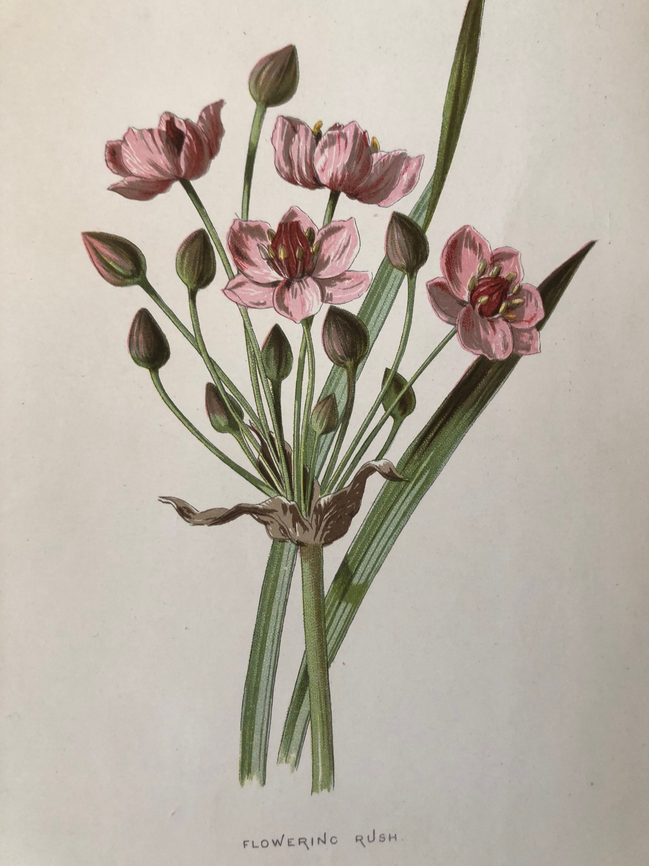 Rushes Plant Drawing