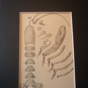Anatomy of a Lobster Skeleton - 1888 Etching - Detailed Print - Matted ...
