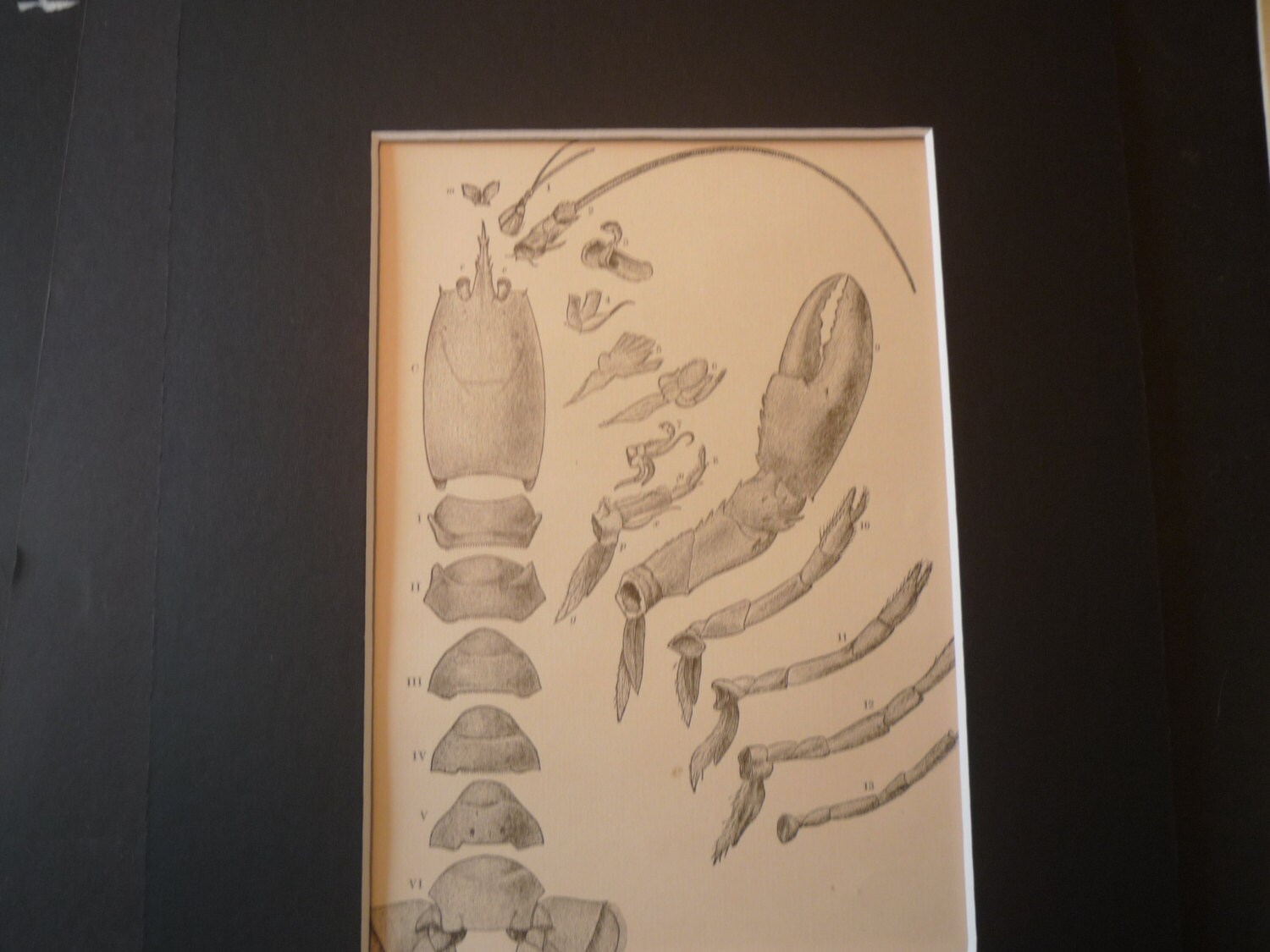 Anatomy of a Lobster Skeleton 1888 Etching Detailed Print - Etsy Canada