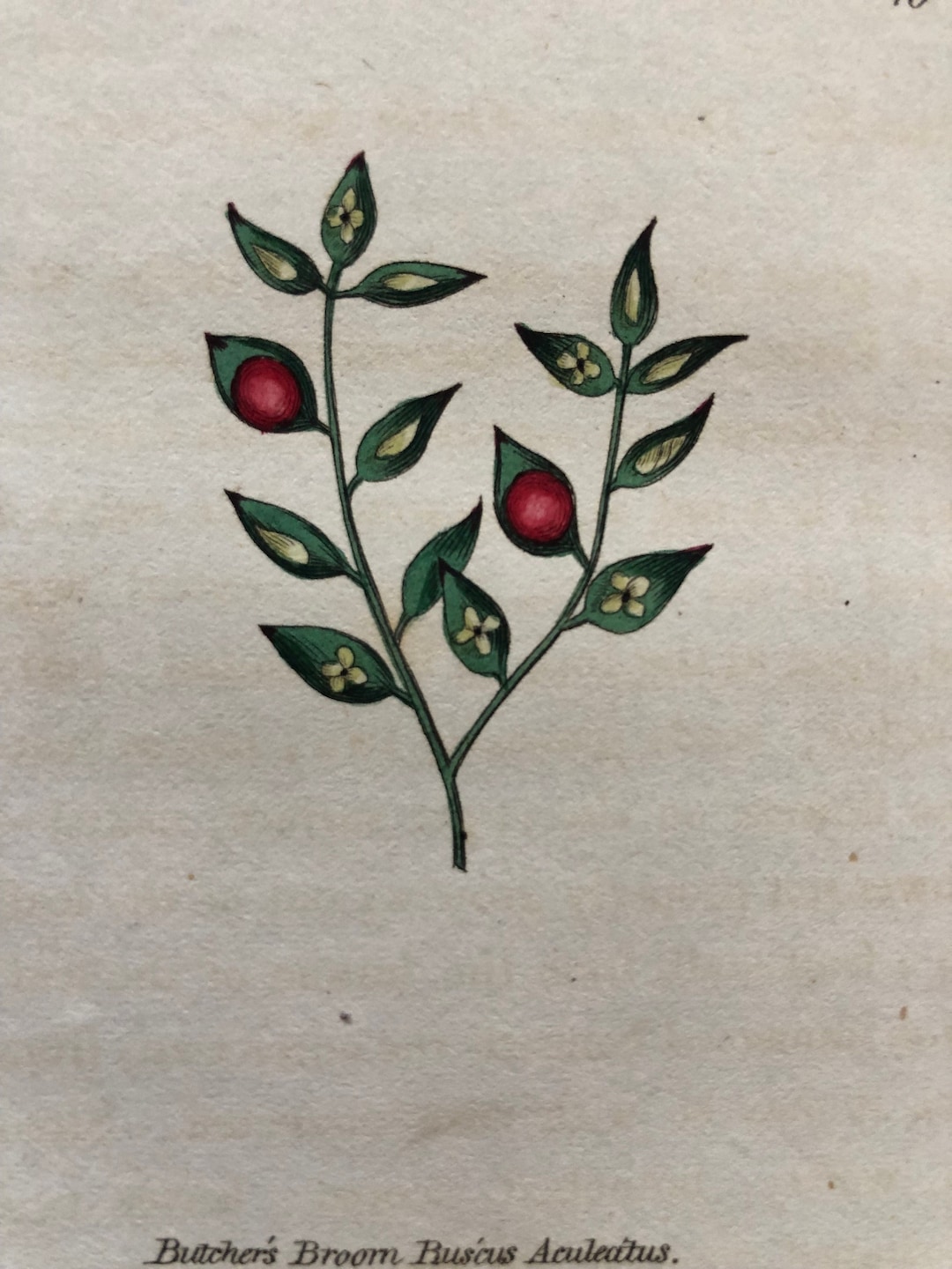 1825 Flower Etching, Butcher's Broom Antique Botanical Hand Colored ...