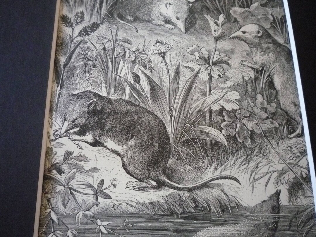 1870 Mole Etching Original Print Matted for 8 by 10 Frame for Animal ...