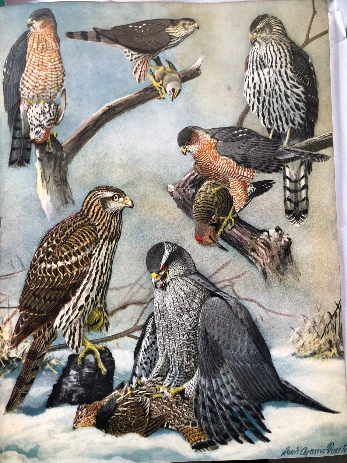 Hawks by Louis Agassiz Fuertes | Original Published Color Print | Game ...