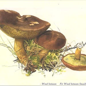 Beatrix Potter Mushrooms Fungi Boletus Badius Giclee Fine Art Print ...
