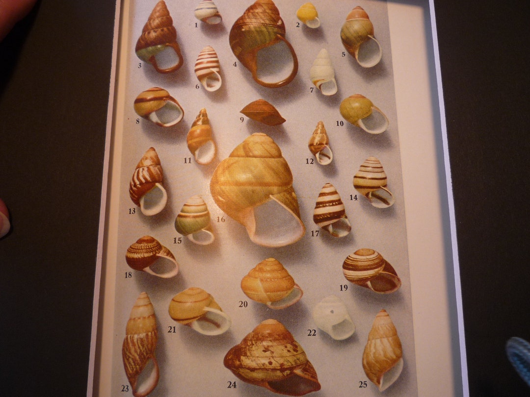 Shells of Tree Snails Philippine Islands Color Original 1934 Print ...