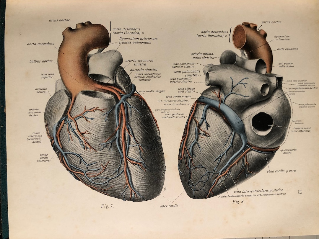 Human Heart 1954 Anatomy - Medical Textbook Color Illustration Framable ...