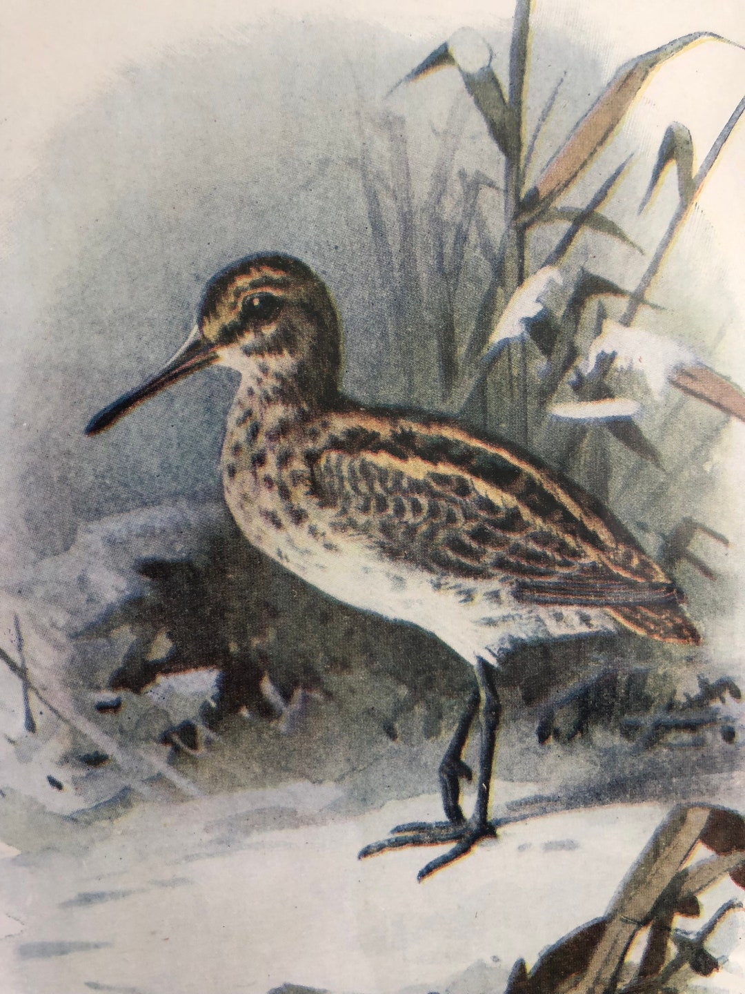 1901 Jack Snipe Framed Antique Original Color Lithograph 8.5 X 6.5 ...
