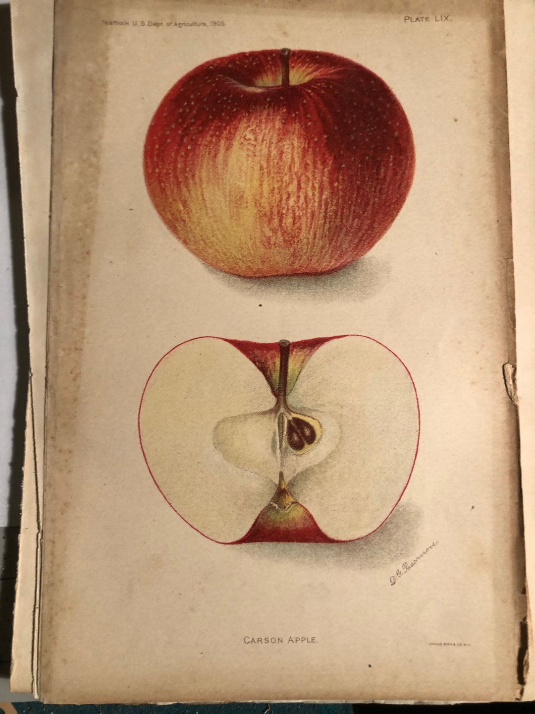 1905 Carson Apple US Department of Agriculture Fruit Print - Published ...