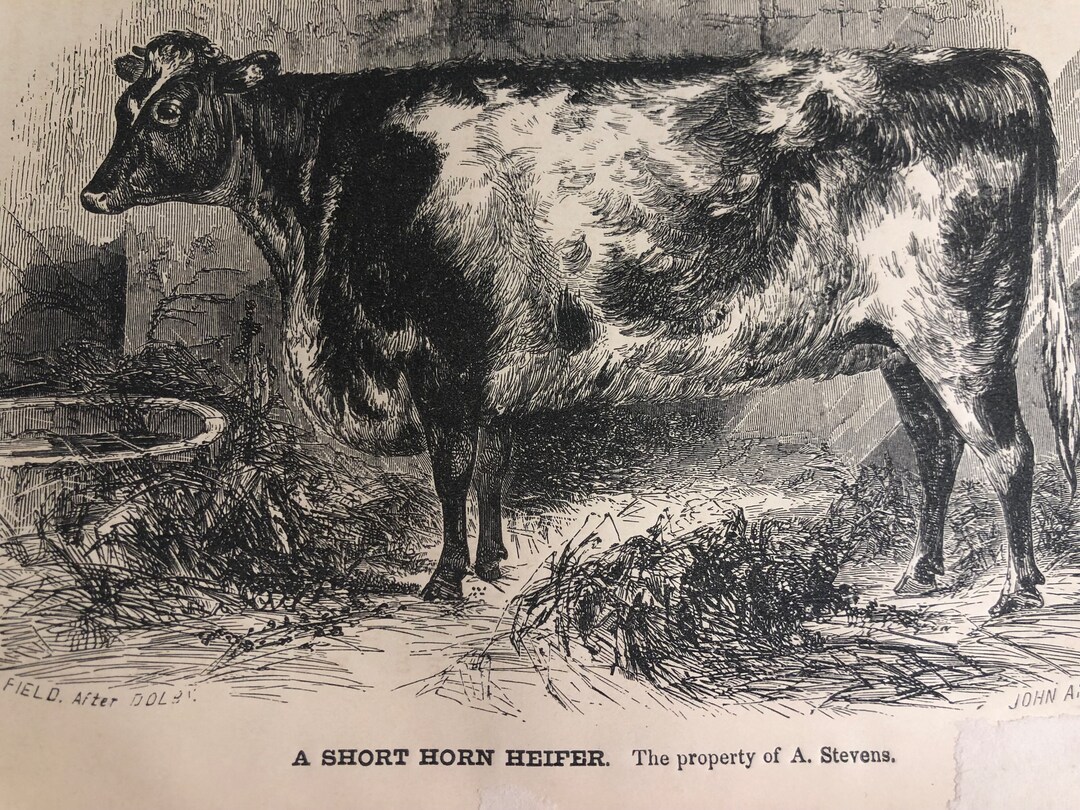 Short Horned Heifer New York Agriculture Prize Winner, 1851 Original ...