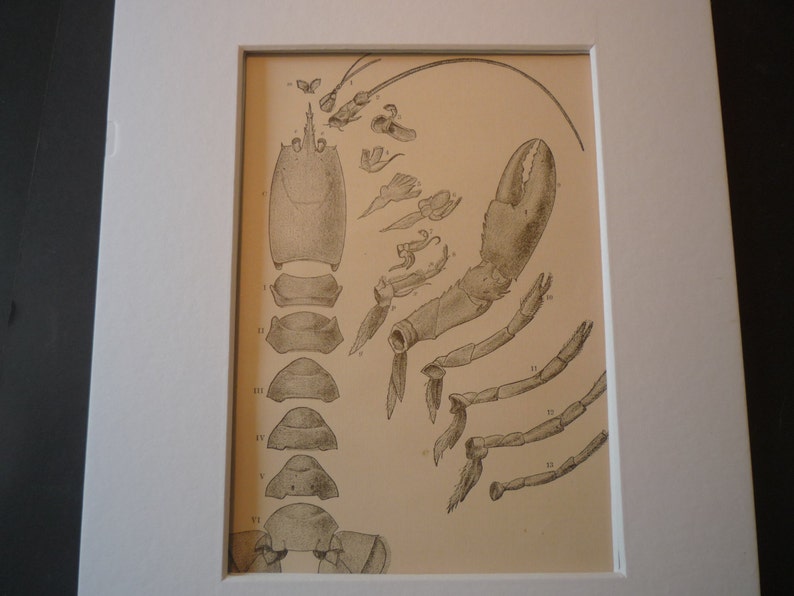 Anatomy of a Lobster Skeleton - 1888 Etching - Detailed Print - Matted ...