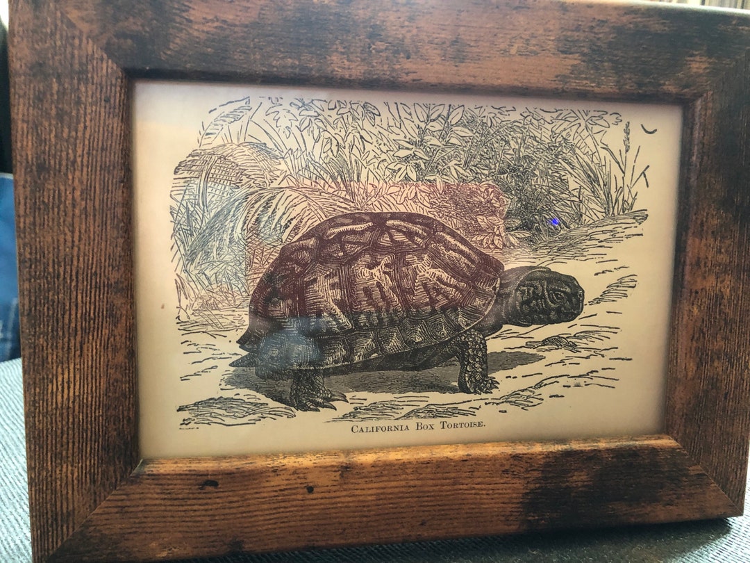 1897 Box Turtle | Framed Antique Original Print 5.5 by 7.5 Inches ...