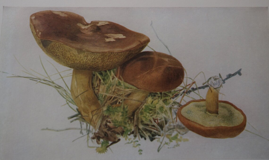 Beatrix Potter Mushrooms Fungi Boletus Badius Giclee Fine Art | Etsy