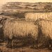 1851 Sheep New York Agriculture Prize Winners Original Steel Engraving ...