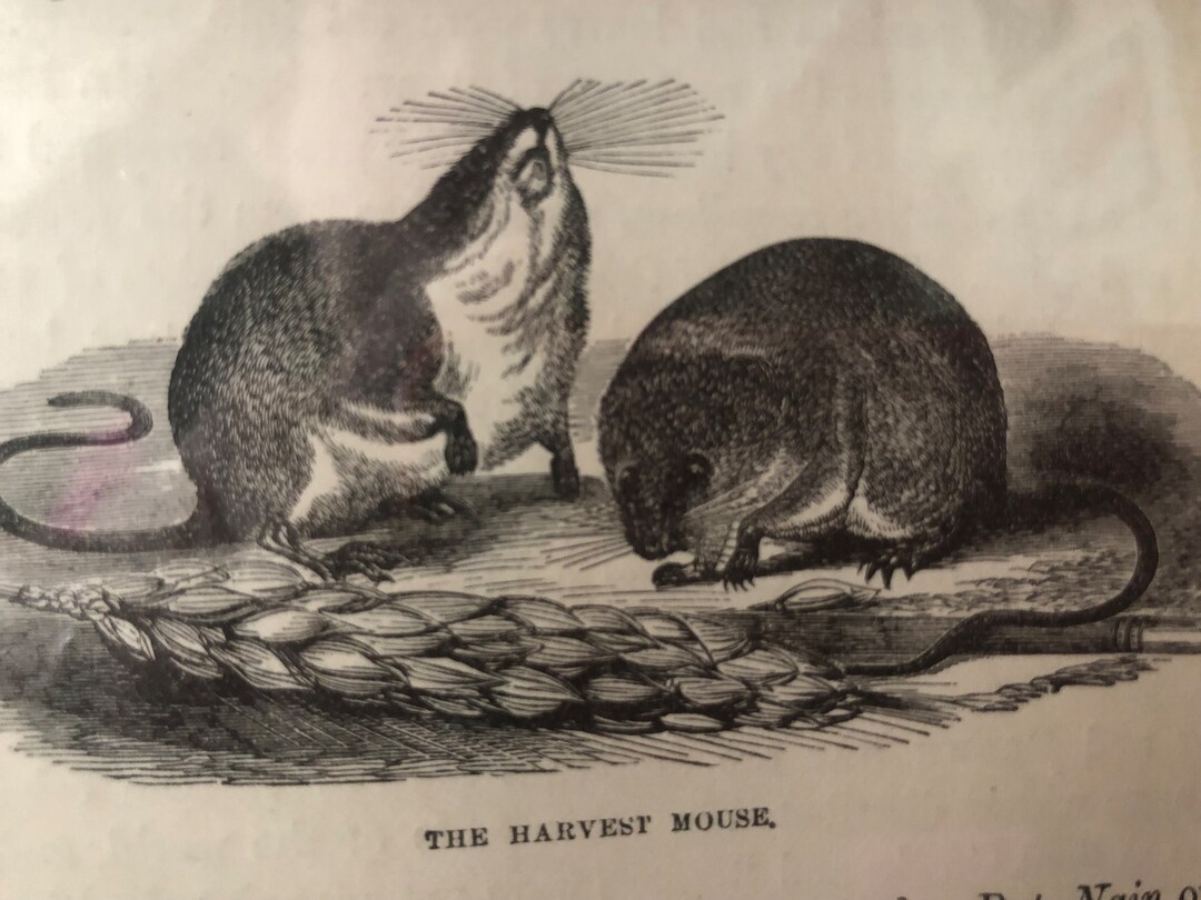 1897 Harvest Mouse Etching | Framed Antique Original Print | Ready to ...
