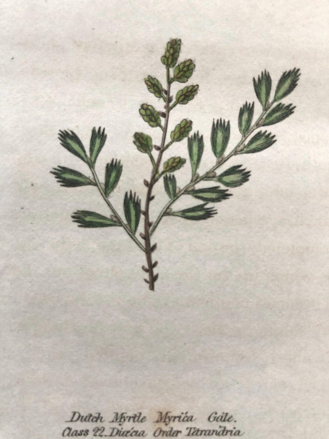 1825 Flower Etching Dutch Myrtle Antique Botanical Hand Colored ...