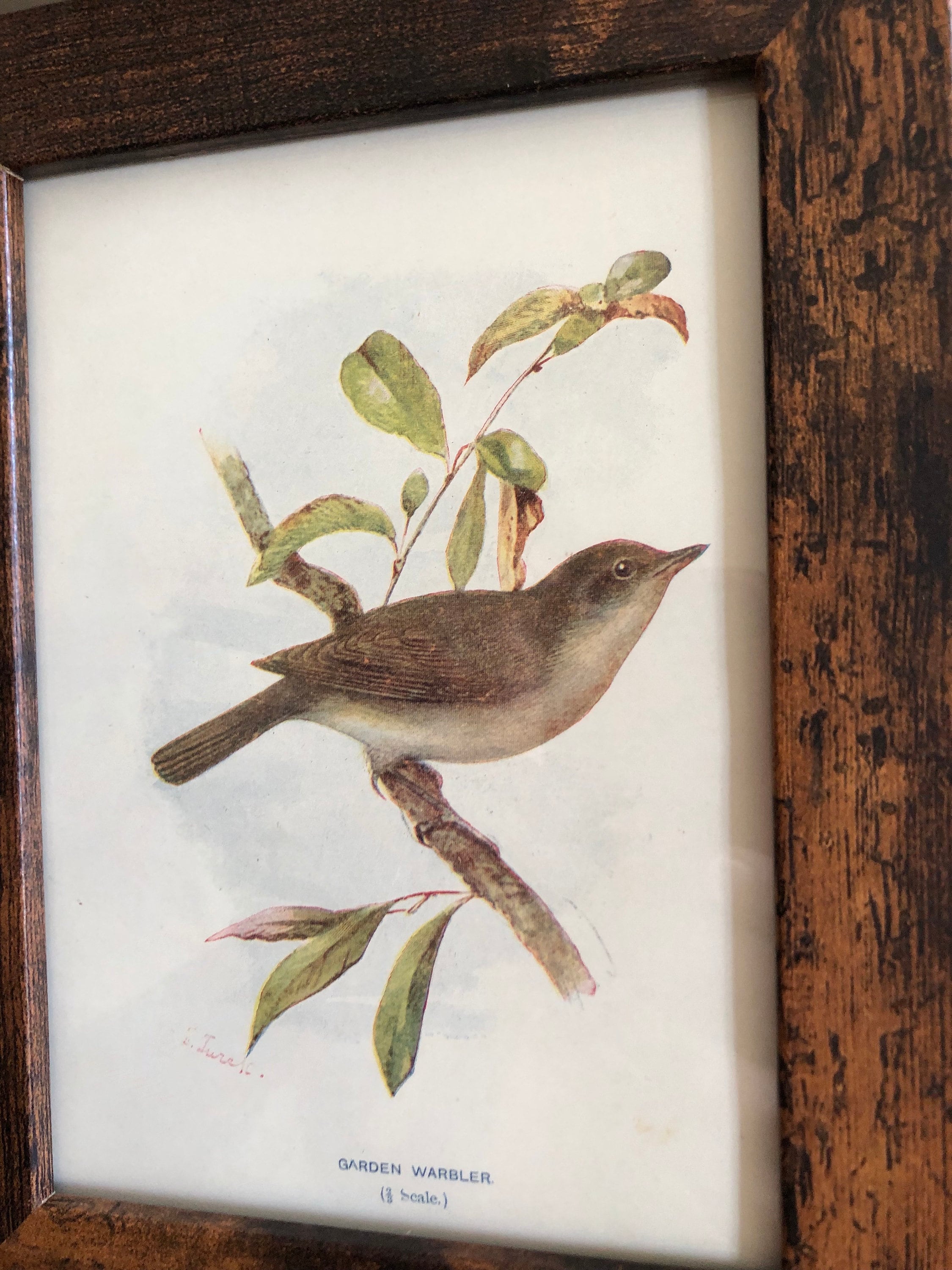 1901 Garden Warbler Framed Antique Original Color Print 8.5 X 6.5 ...