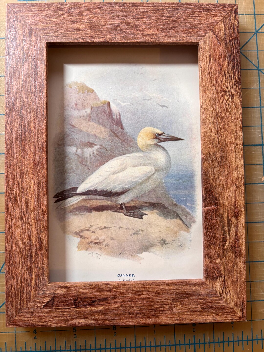 1901 Gannett Framed Antique Original Color Print | Aviary Collection ...