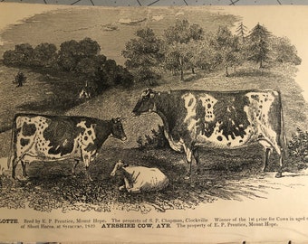 1851 Hereford Bull New York Agriculture Prize Winner, Original Etching ...