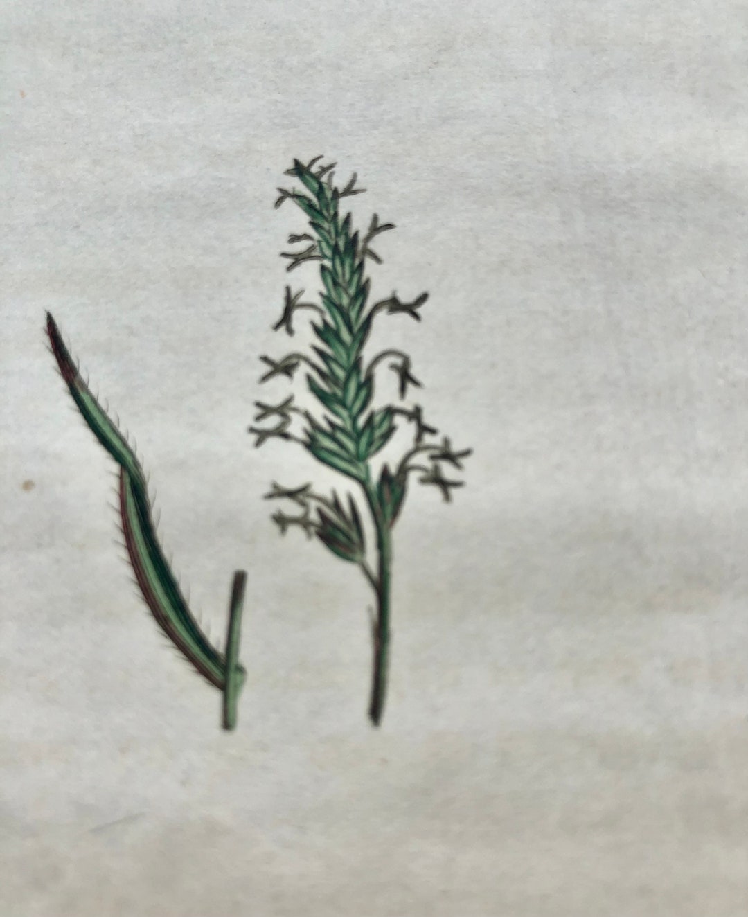 1825 Flower Etching Sweet Vernal Grass Antique Botanical Hand Colored ...